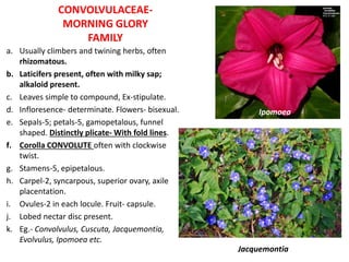 Key Characters of some major Angiosperm Families | PPTX