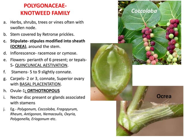 Key Characters of some major Angiosperm Families | PPTX | Gardening ...