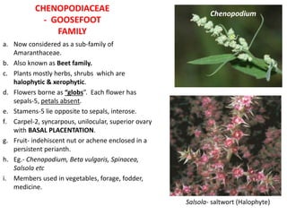 Key Characters of some major Angiosperm Families | PPTX
