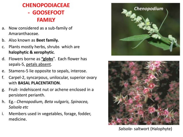 Key Characters of some major Angiosperm Families | PPTX | Gardening ...