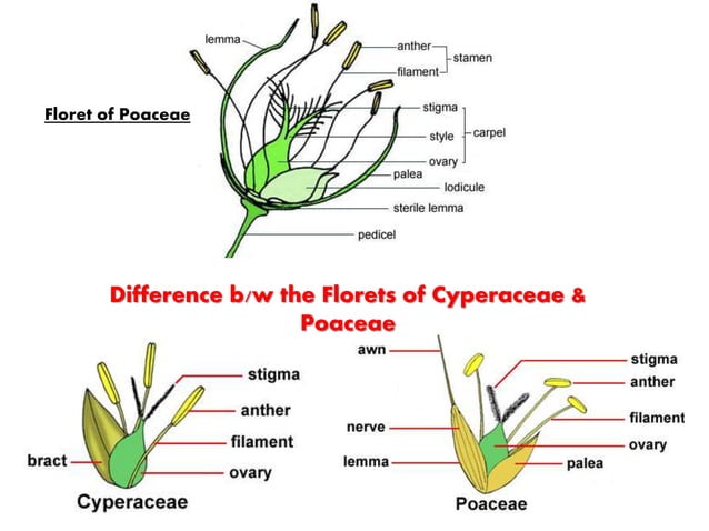 Key Characters of some major Angiosperm Families | PPTX | Gardening ...