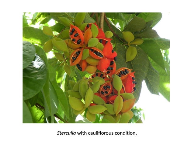 Key Characters of some major Angiosperm Families | PPTX | Gardening ...