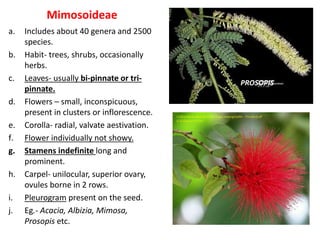 Key Characters of some major Angiosperm Families | PPTX