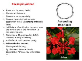 Key Characters of some major Angiosperm Families | PPTX