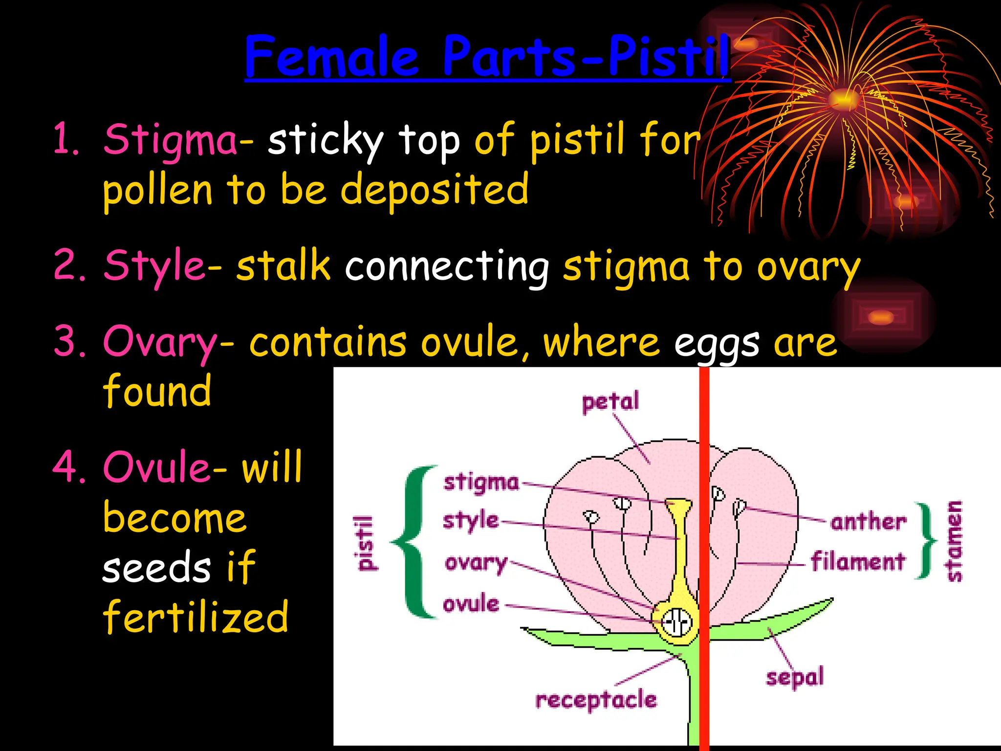 Angiosperm and Gymnosperm presentation.ppt
