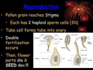Angiosperm and Gymnosperm presentation.ppt