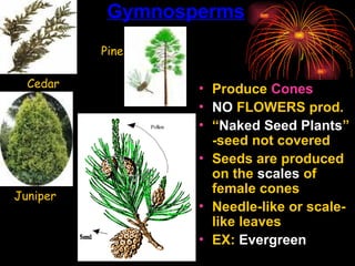 Angiosperm and Gymnosperm presentation.ppt