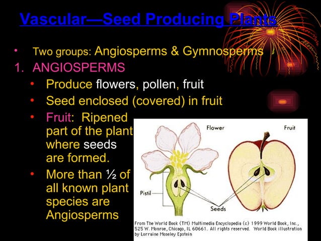 Angiosperm and Gymnosperm presentation.ppt