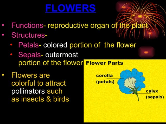Angiosperm and Gymnosperm presentation.ppt