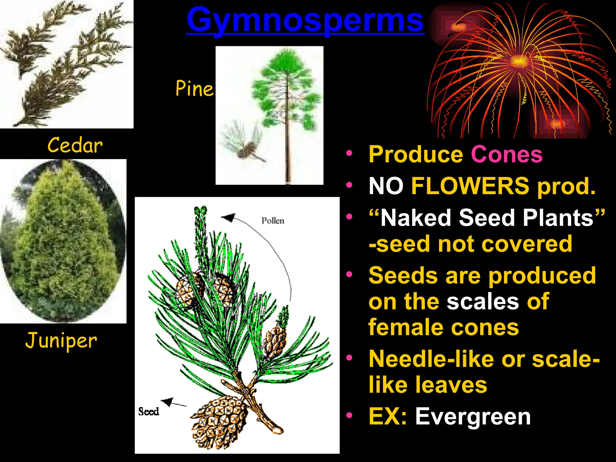 angiospermgymnosperm reproduct, anatomy, structure | PPT