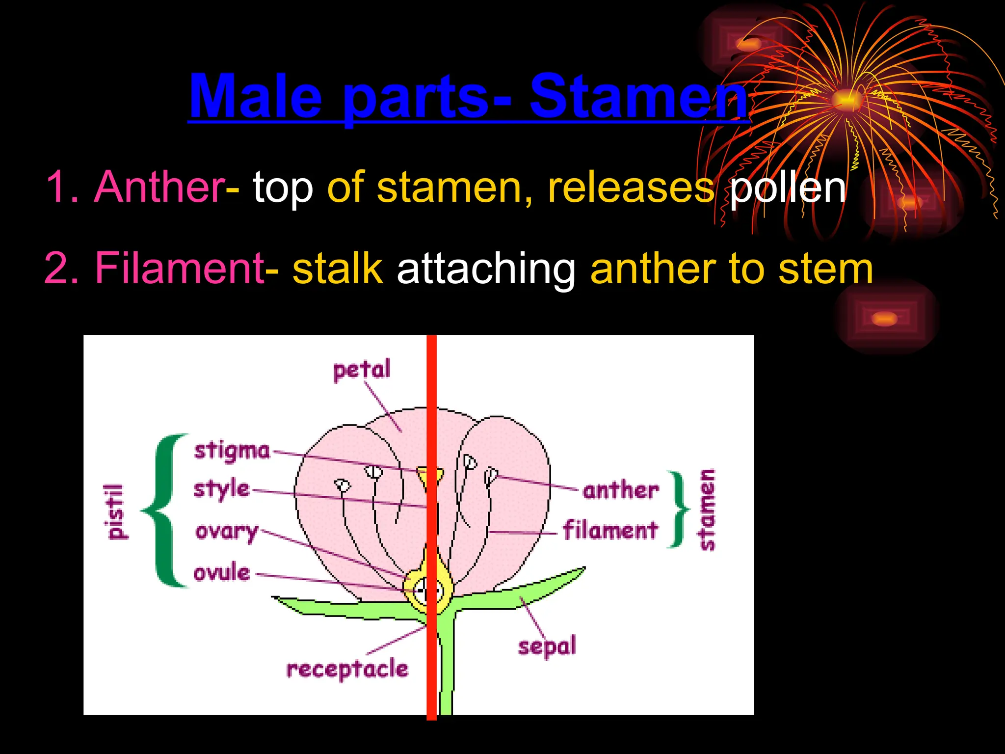 angiospermgymnosperm reproduct, anatomy, structure | PPT