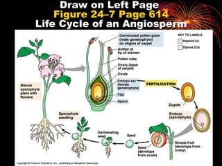 angiospermgymnosperm reproduct, anatomy, structure | PPT
