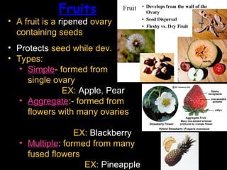 angiospermgymnosperm reproduct, anatomy, structure | PPT