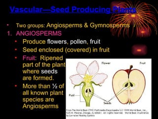 angiospermgymnosperm reproduct, anatomy, structure | PPT