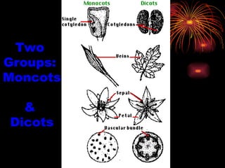 angiospermgymnosperm reproduct, anatomy, structure | PPT