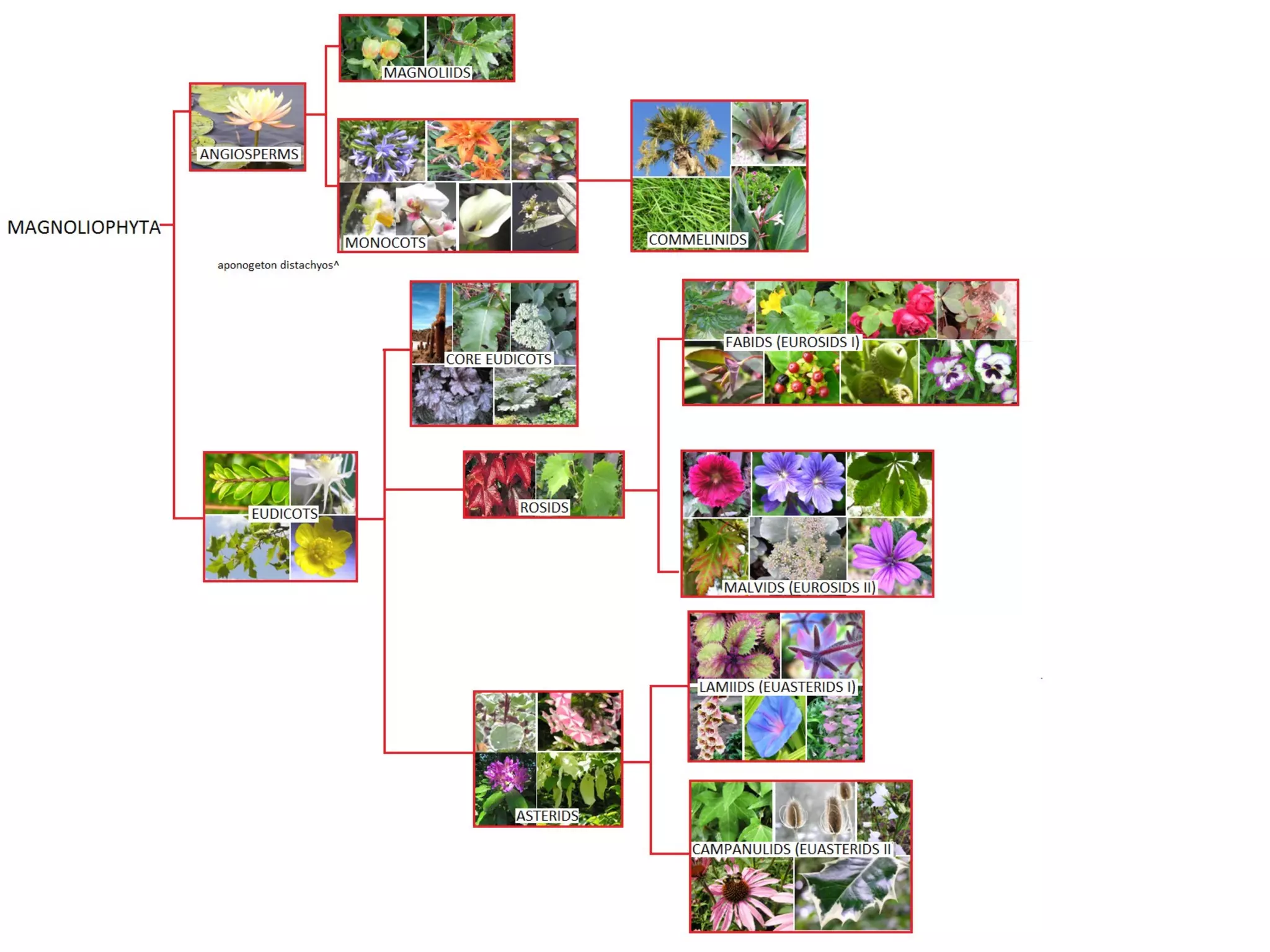 Angiosperm phlogeny group taxonomy classification | PPT