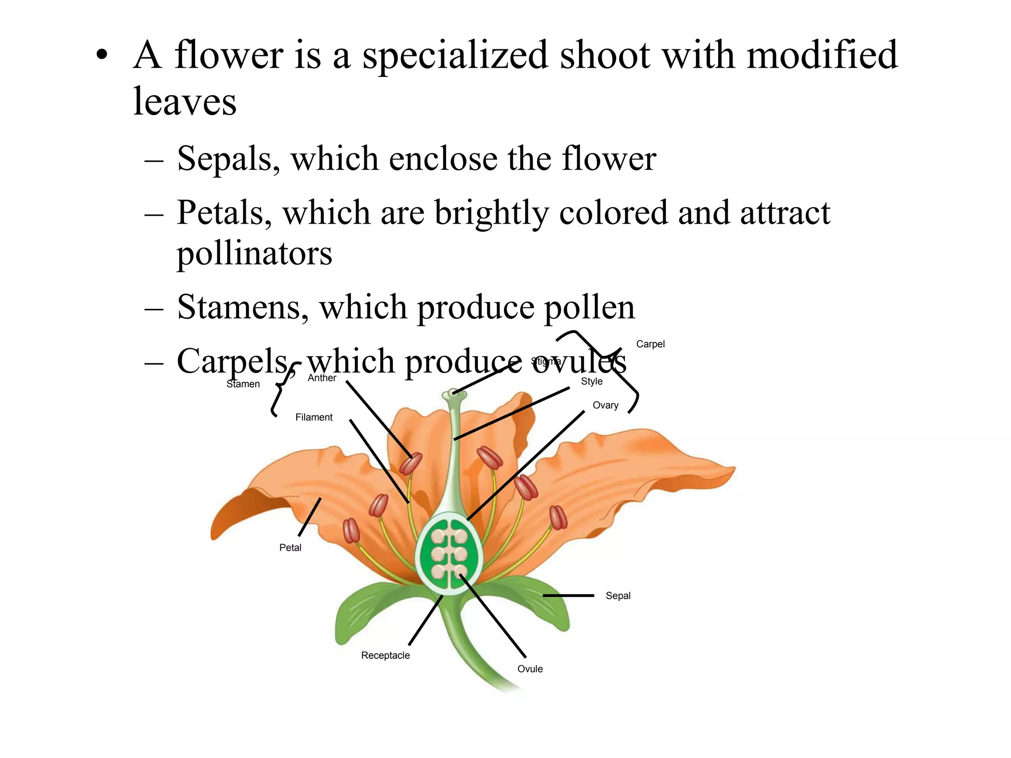 Angiosperms | PPT