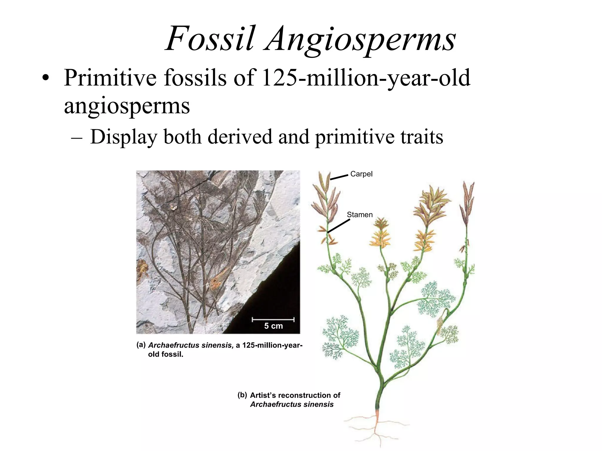 Angiosperms | PPT