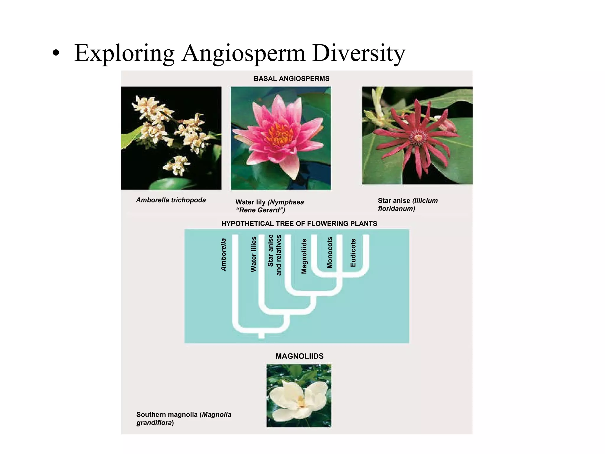 Angiosperms | PPT