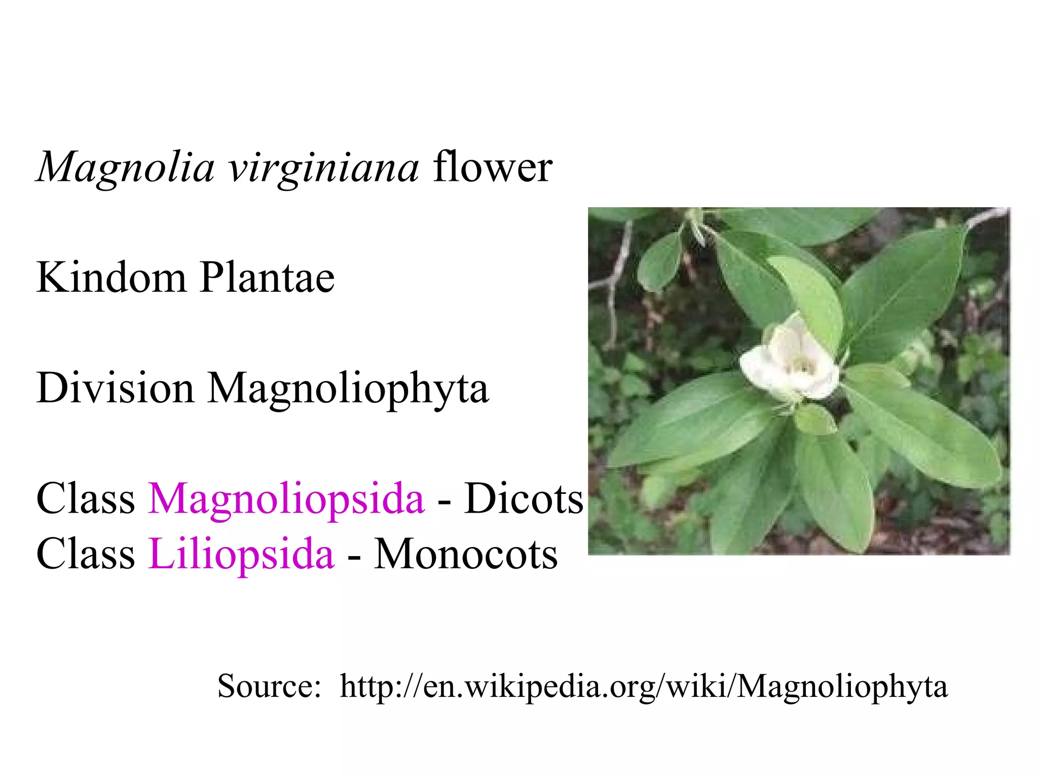 Angiosperms | PPT