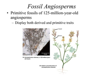 Angiosperms | PPT