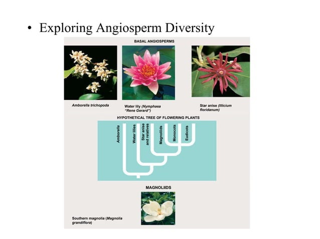 Angiosperms | PPT | Reproductive Health | Diseases and Conditions