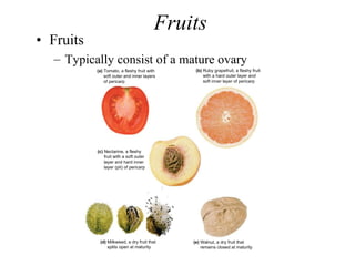 Angiosperm Fruit