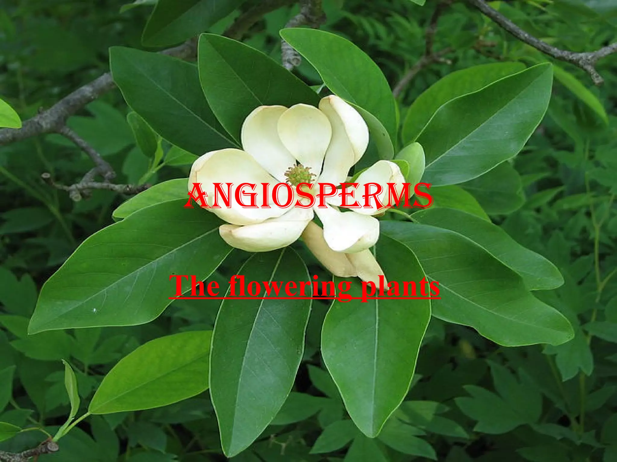 Angiosperms | PPT
