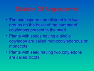 Angiosperms | PPT
