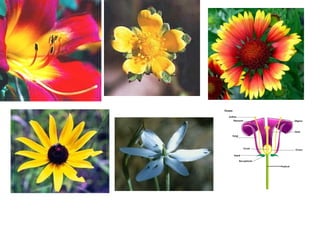 Angiosperms | PPT