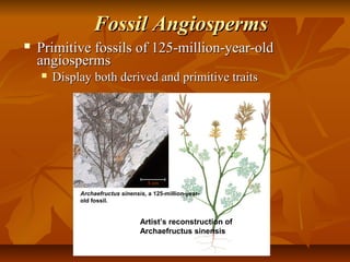 Angiosperms | PPT | Gardening | Home & Garden