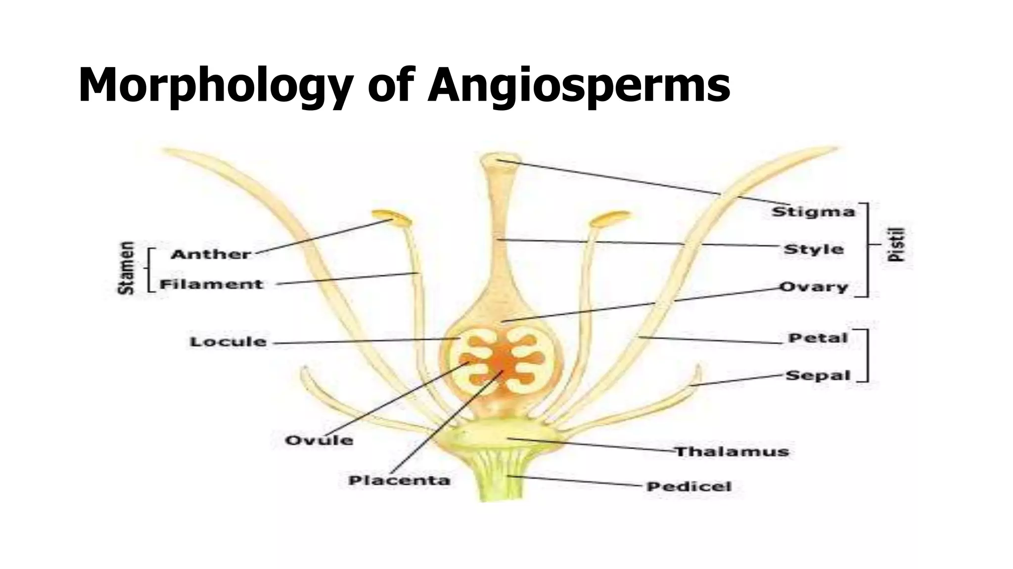Angiosperms | PPTX