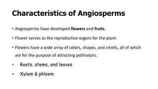 Angiosperms | PPTX