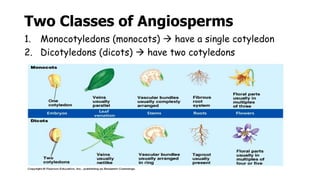 Types Of Angiosperms