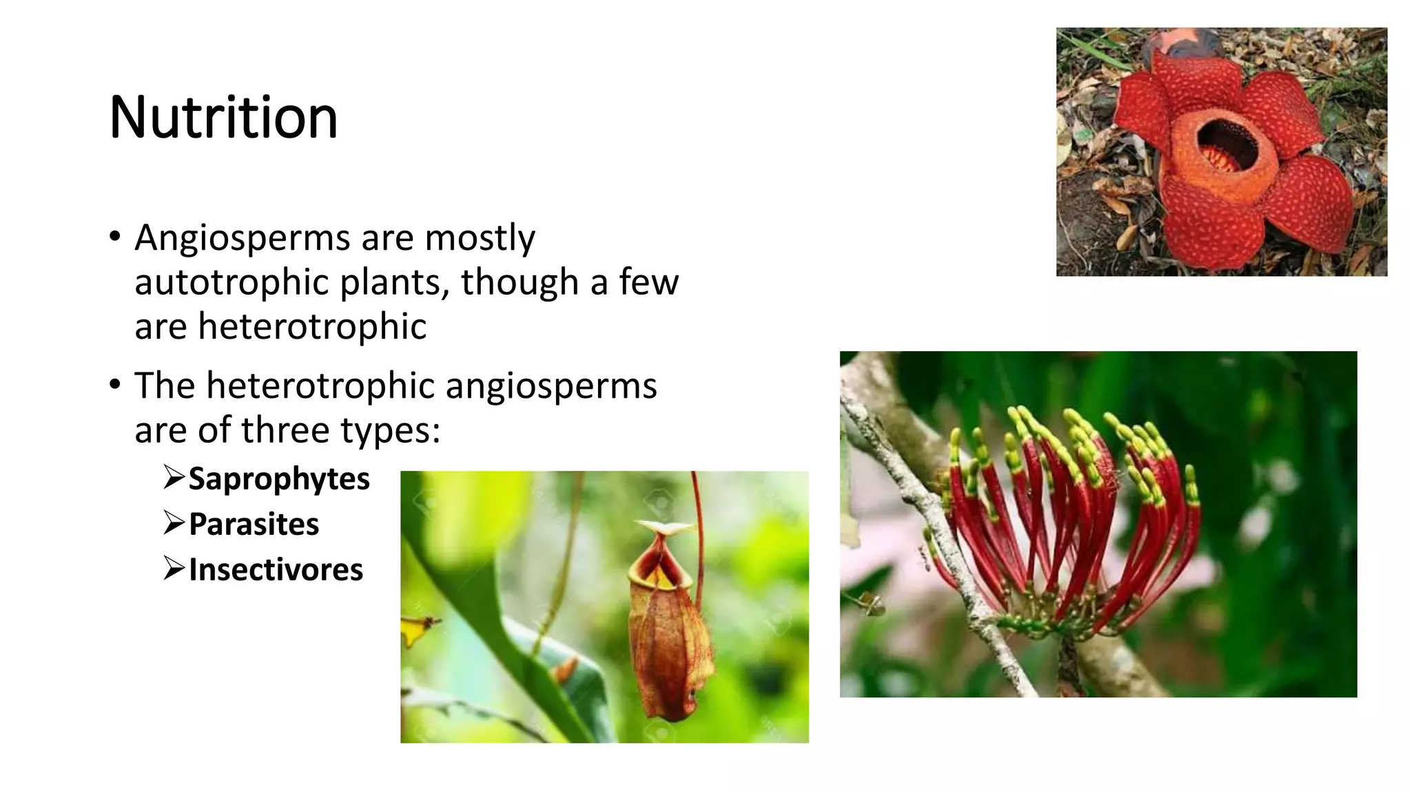 angiosperms.pptx