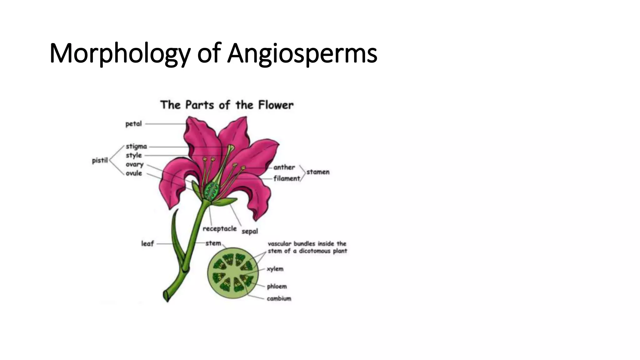 angiosperms.pptx