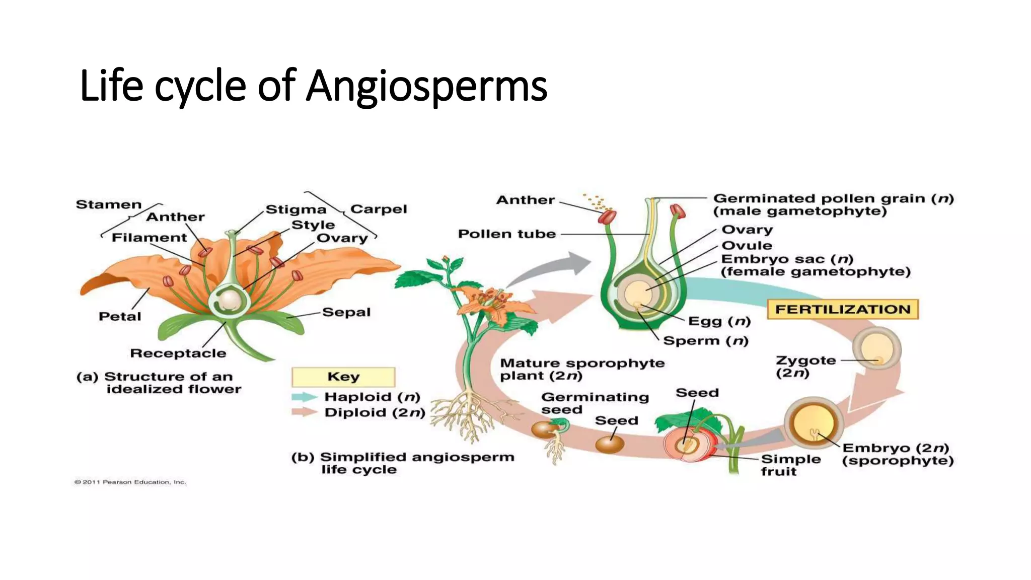 angiosperms.pptx