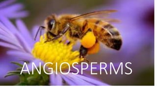 angiosperms.pptx