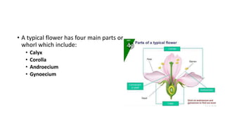 angiosperms.pptx