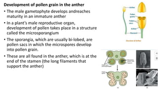 angiosperms.pptx