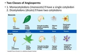 angiosperms.pptx