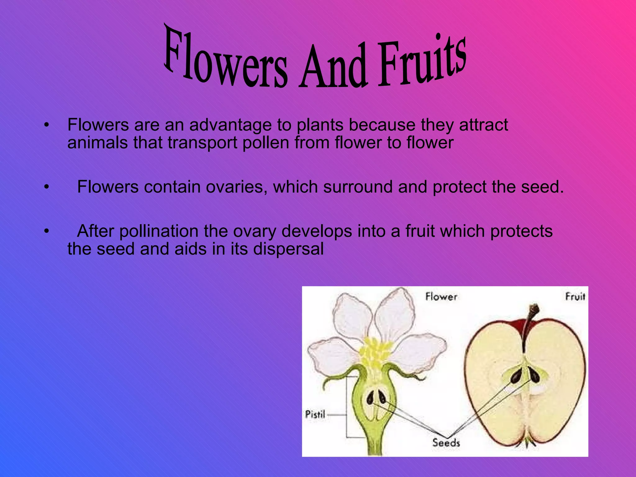 Angiosperms | PPT