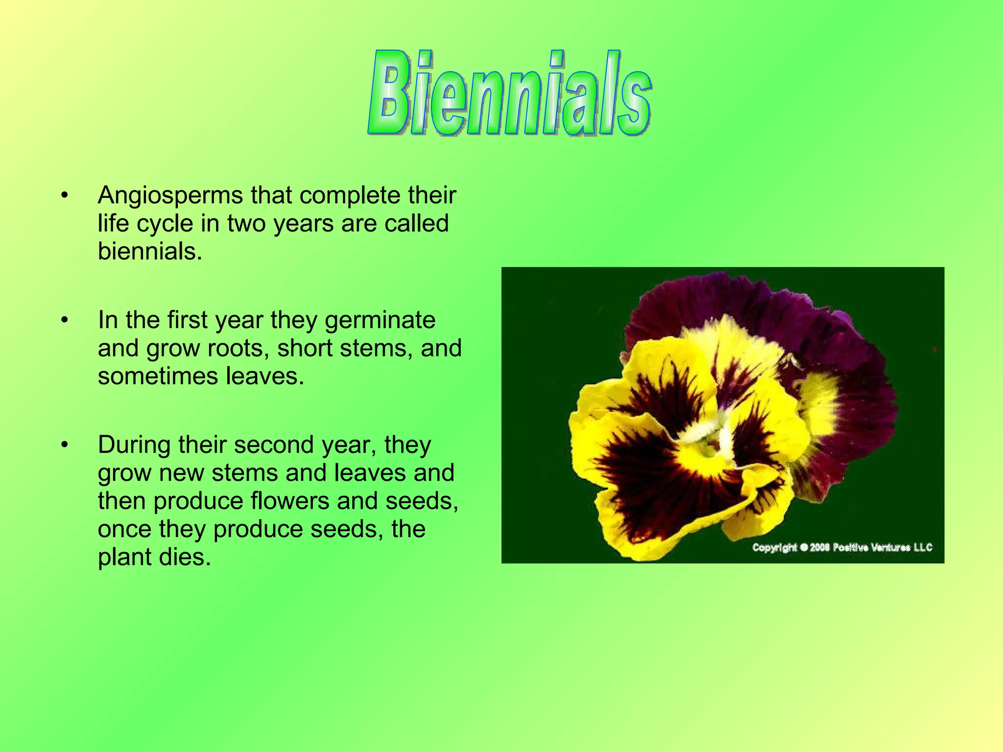 Angiosperms | PPT