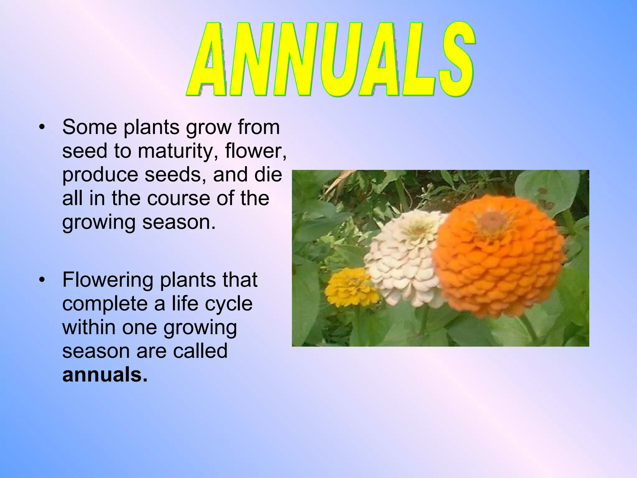 Angiosperms | PPT