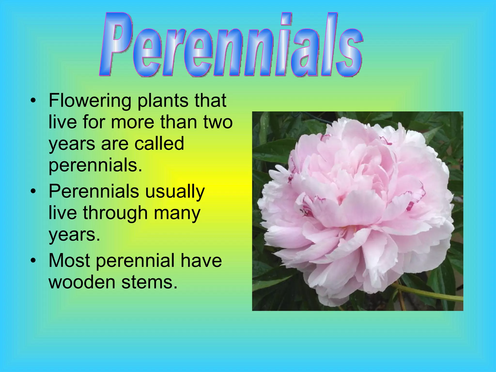 Angiosperms | PPT
