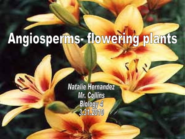 Angiosperms | PPT