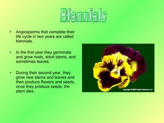 Angiosperms | PPT