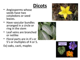 Angiosperms Dicots