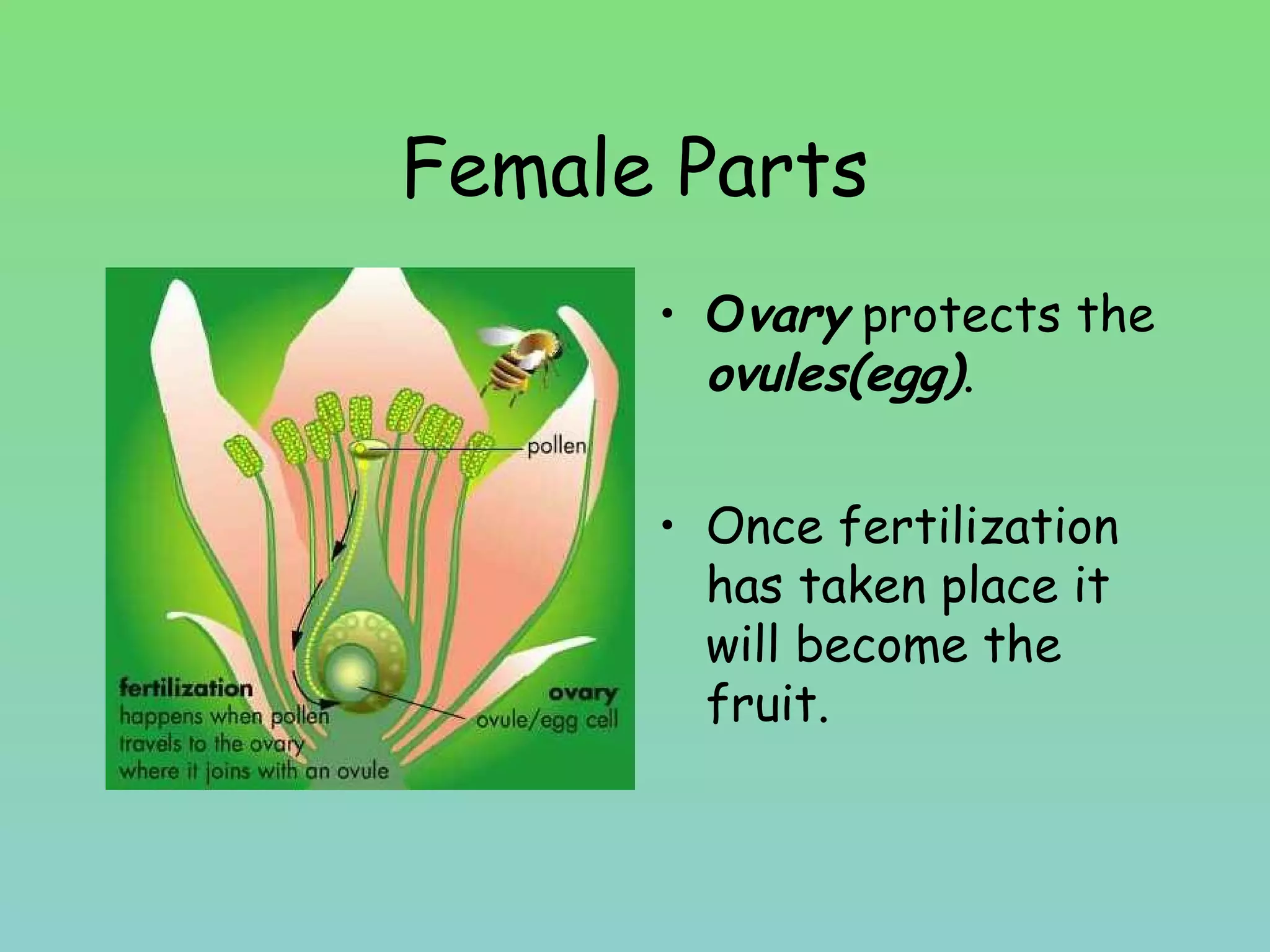 Angiosperms and gymnosperms | PPT