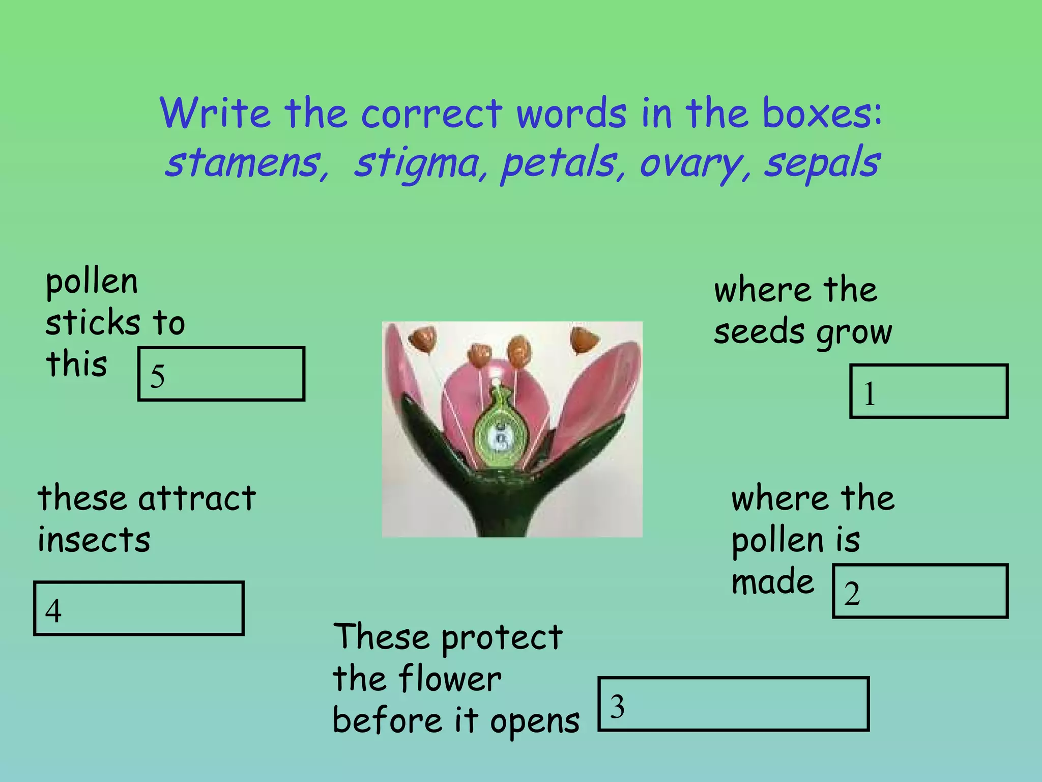 Angiosperms and gymnosperms | PPT